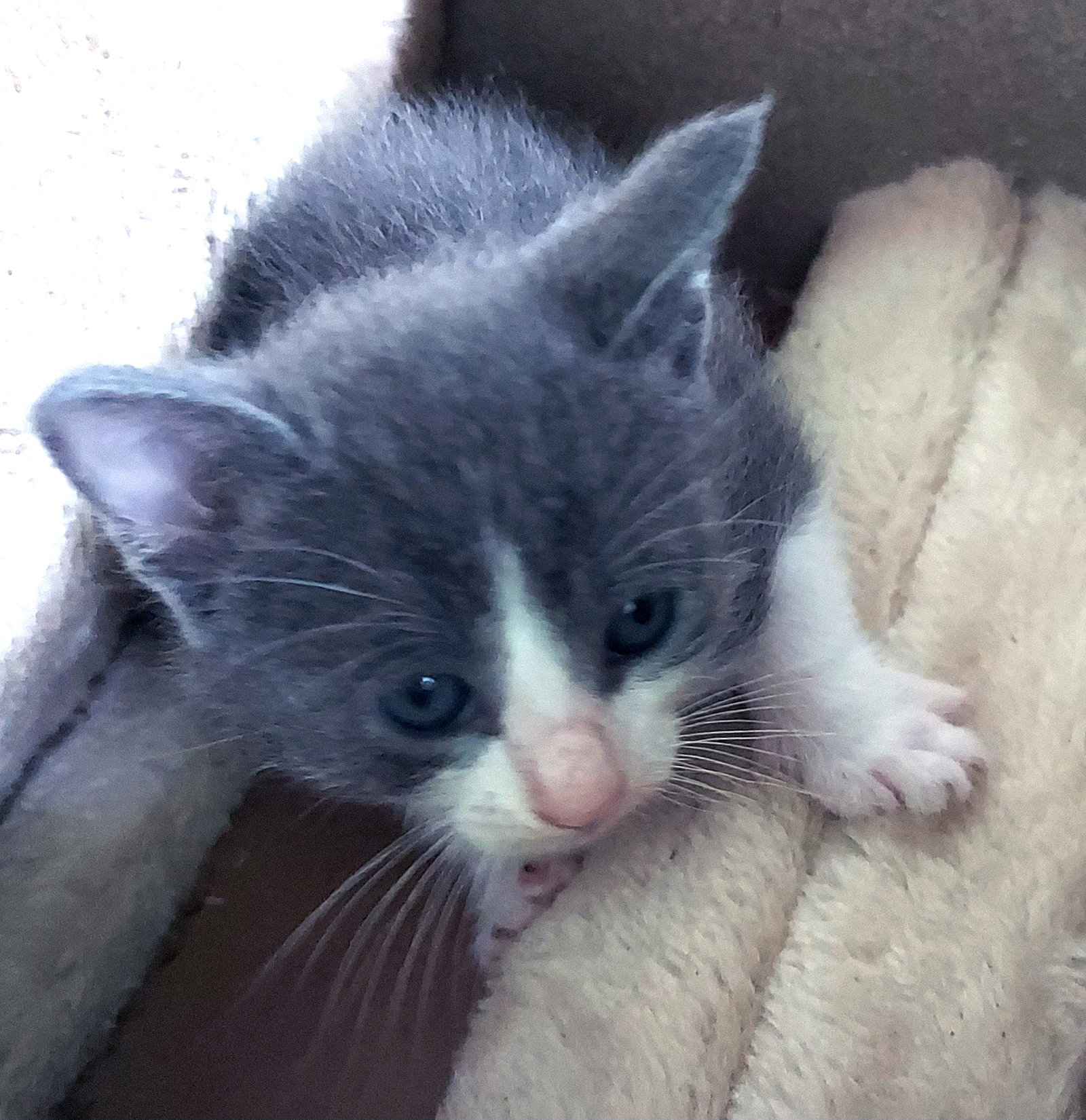 Cats for Adoption in Baldwin County, Alabama | Alpha Paw