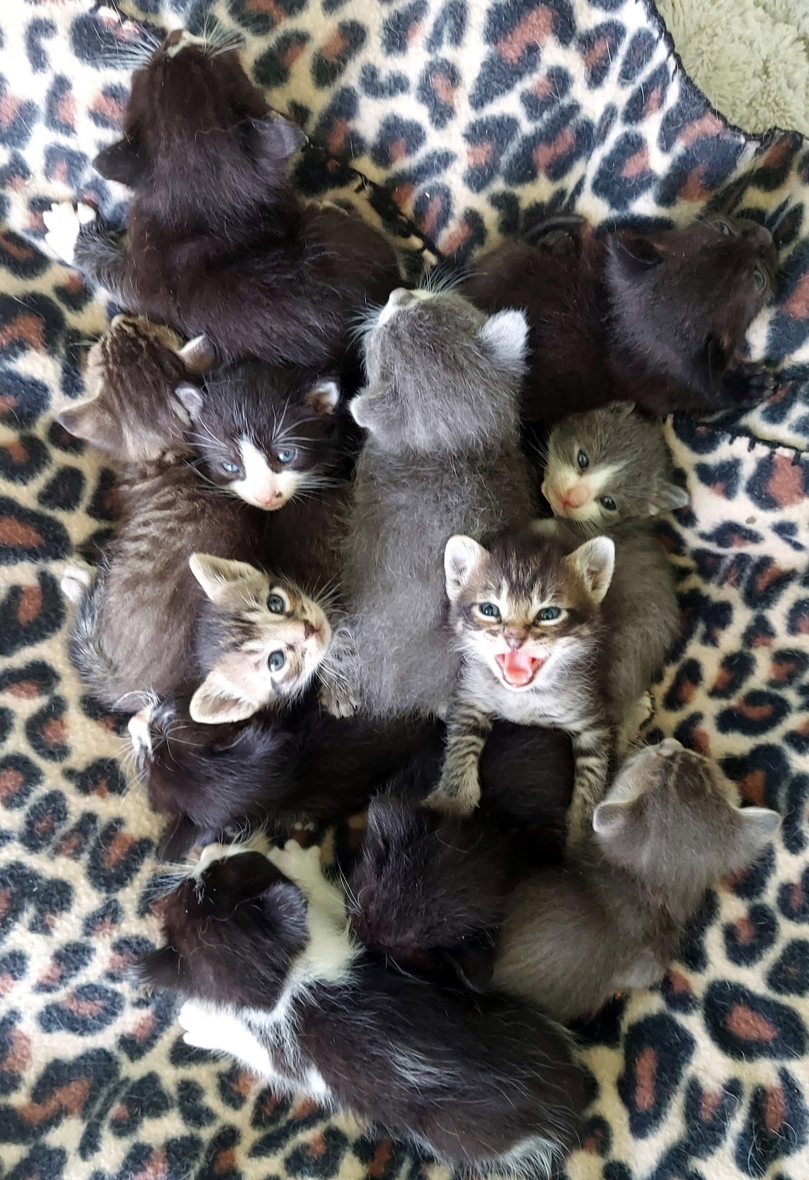 Cats for Adoption in Baldwin County, Alabama | Alpha Paw