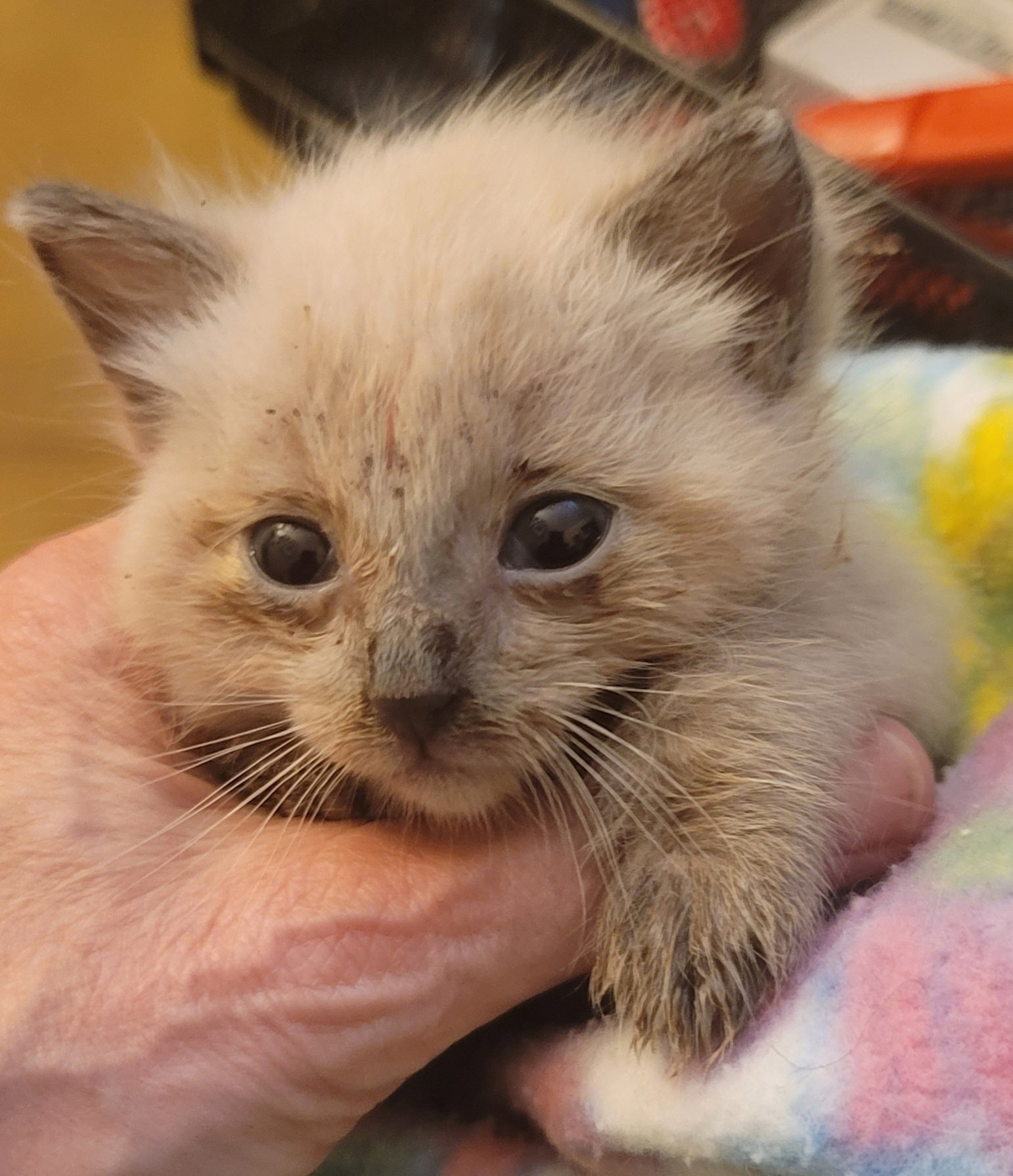 Cat adoption in Magnolia Springs, AL 36555: Siamese / Ragdoll / Mixed ...