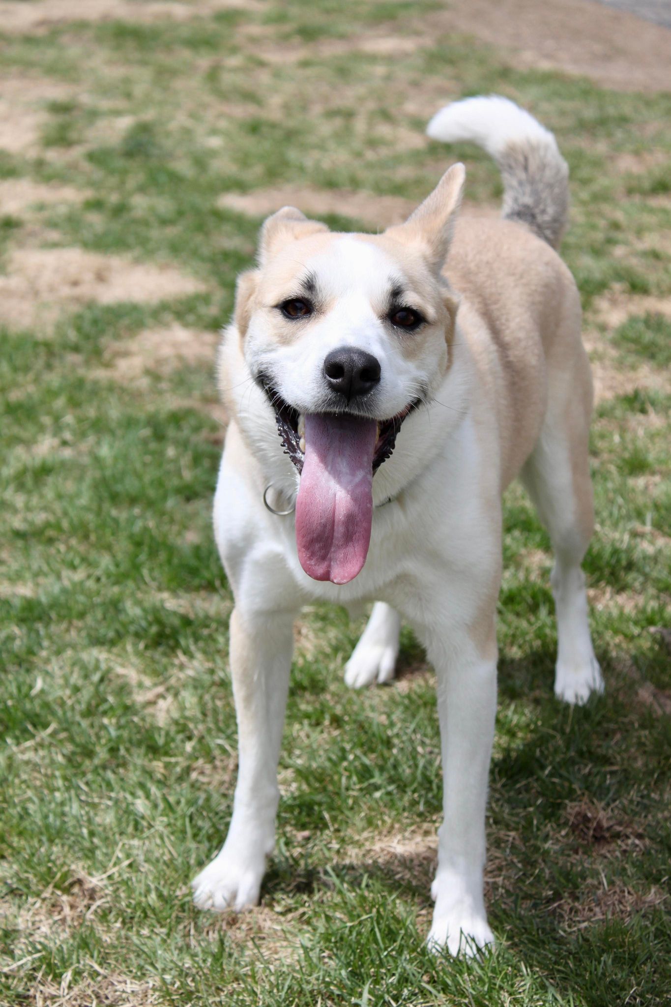 Dog for Adoption - Nala (sponsored fee), a Husky in Fillmore County, MN ...