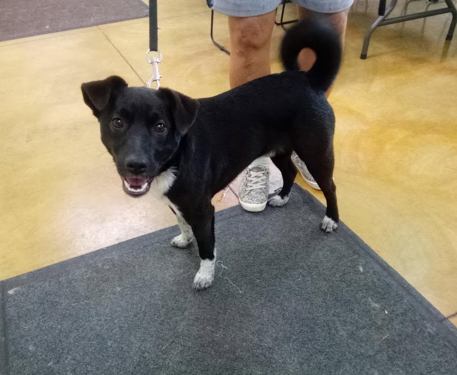 Dog for Adoption - Wheeler, a Rat Terrier in Stewartville, MN | Alpha Paw