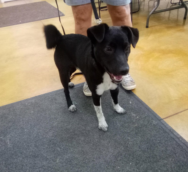 Dog for Adoption - Wheeler, a Rat Terrier in Stewartville, MN | Alpha Paw