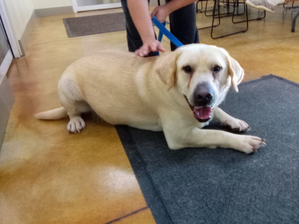 Dog for Adoption - Yuma (many applications), a Yellow Labrador ...