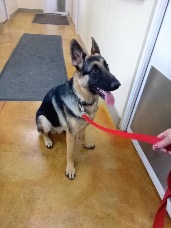 Dog for Adoption - Duke (breed experience required), a German Shepherd ...