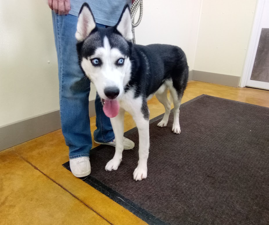 Dog for Adoption - Pierce (please read full bio), a Husky in Rochester ...