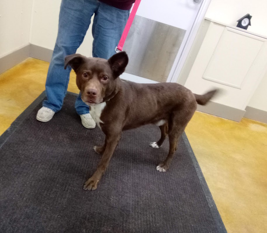 Dog for Adoption - Trigger, a Chocolate Labrador Retriever in ...
