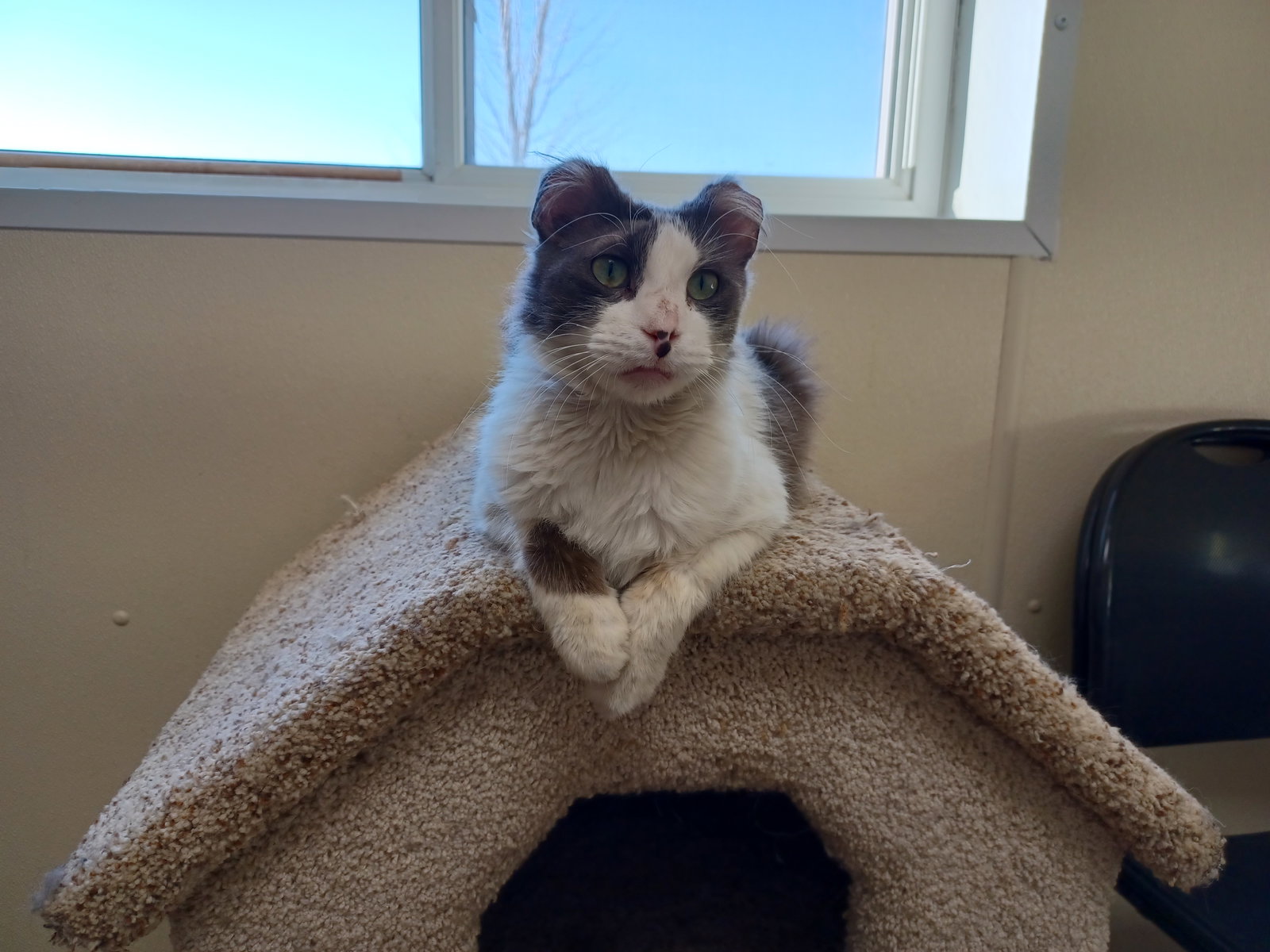Cats for Adoption in Owatonna, Minnesota | Alpha Paw
