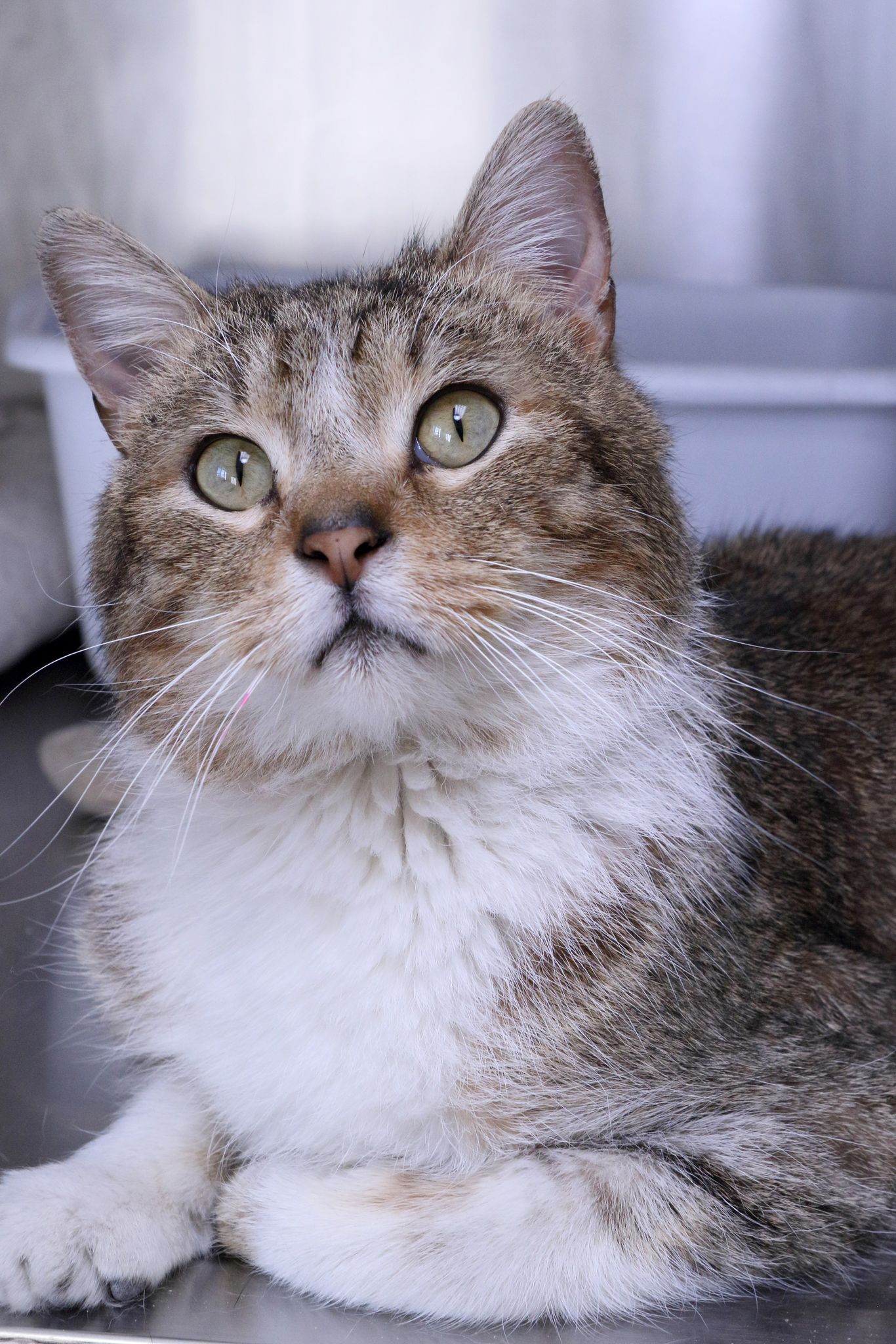 Cats for Adoption in Dodge Center, Minnesota | Alpha Paw