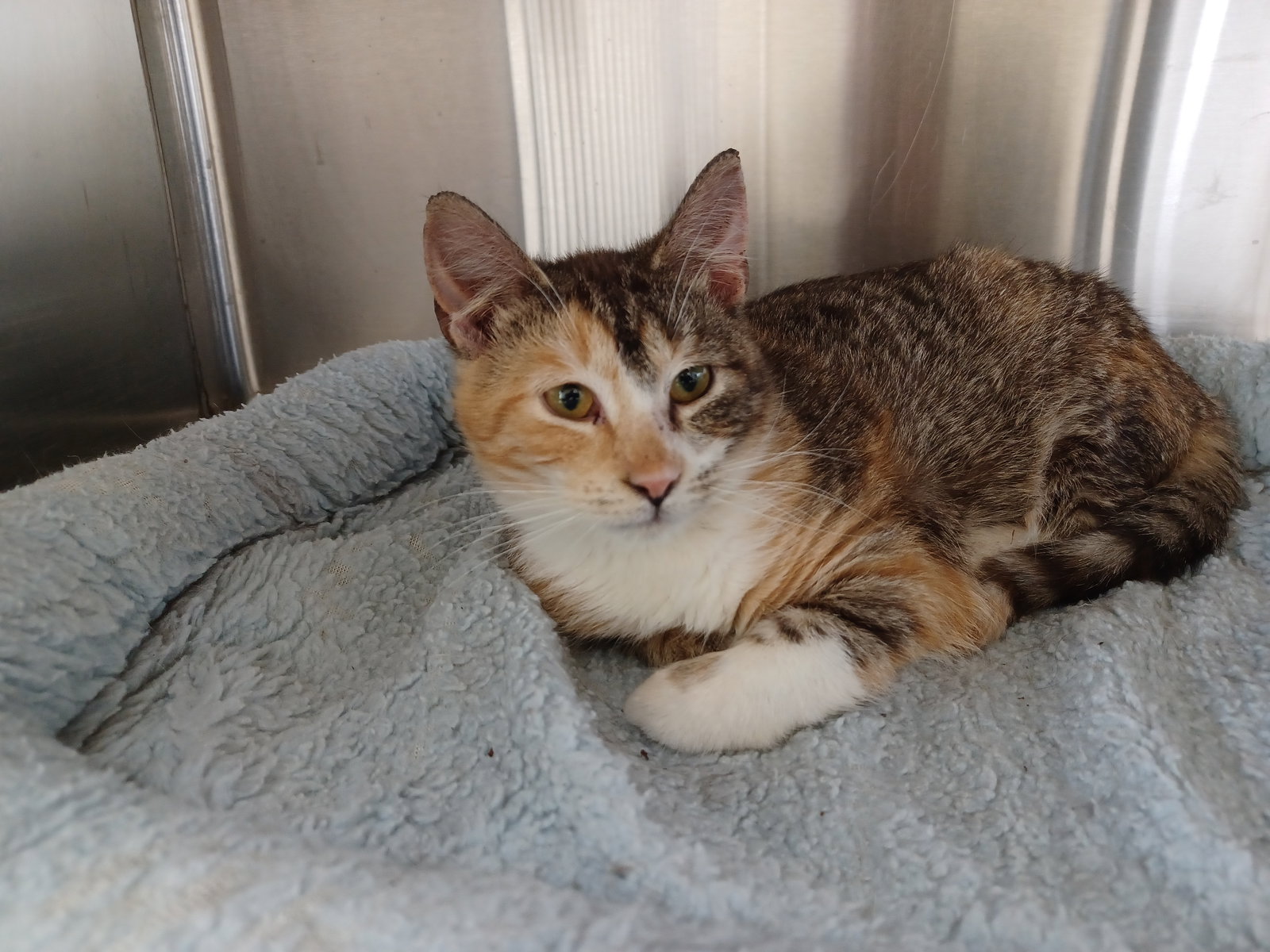 Cats for Adoption in Rochester, Minnesota | Alpha Paw