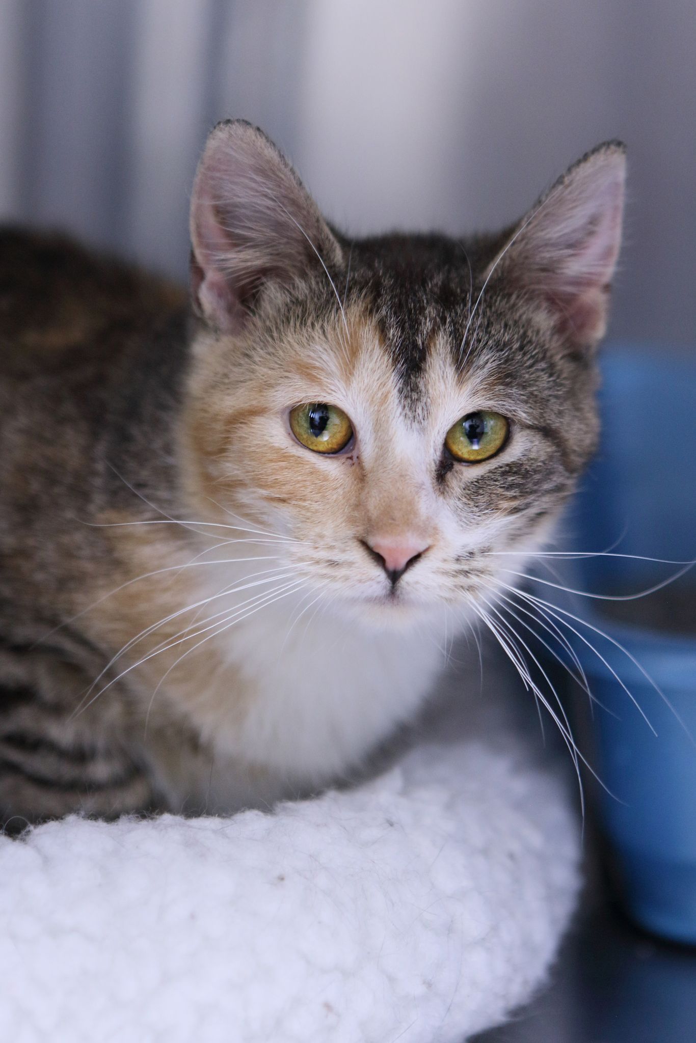 Cats for Adoption in Rochester, Minnesota | Alpha Paw