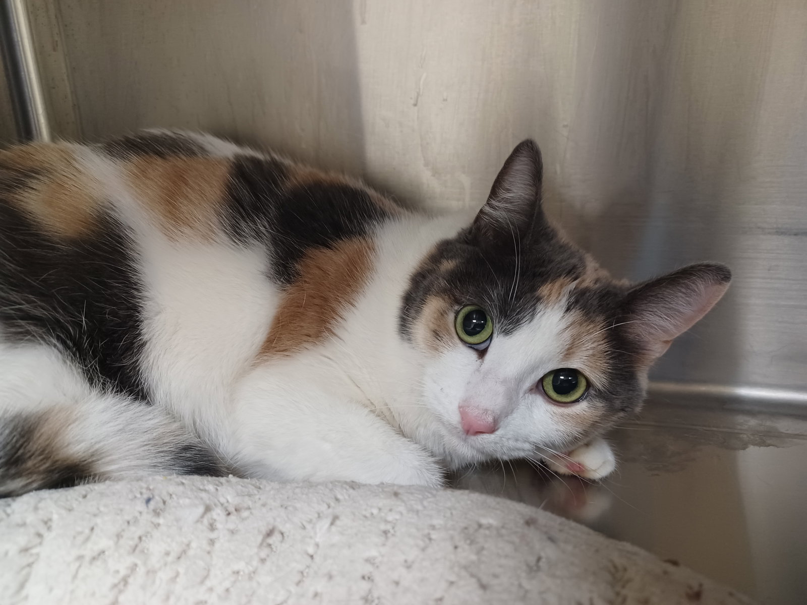 Cats for Adoption in Wanamingo, Minnesota | Alpha Paw