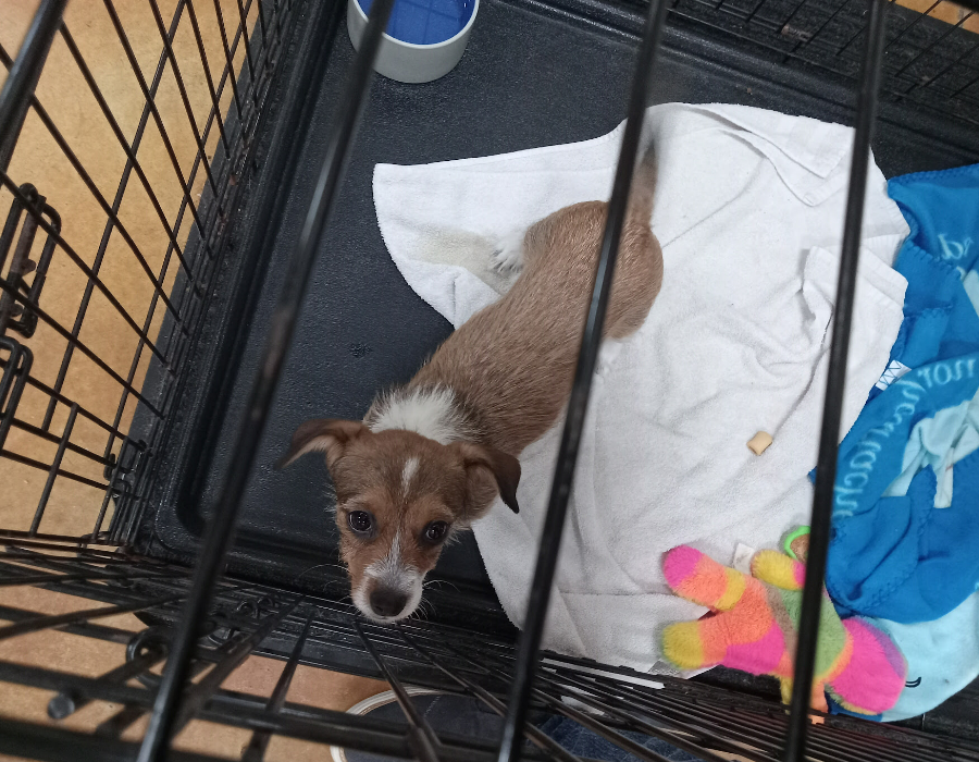 Dog for Adoption - Flower (please read full bio), a Terrier in ...