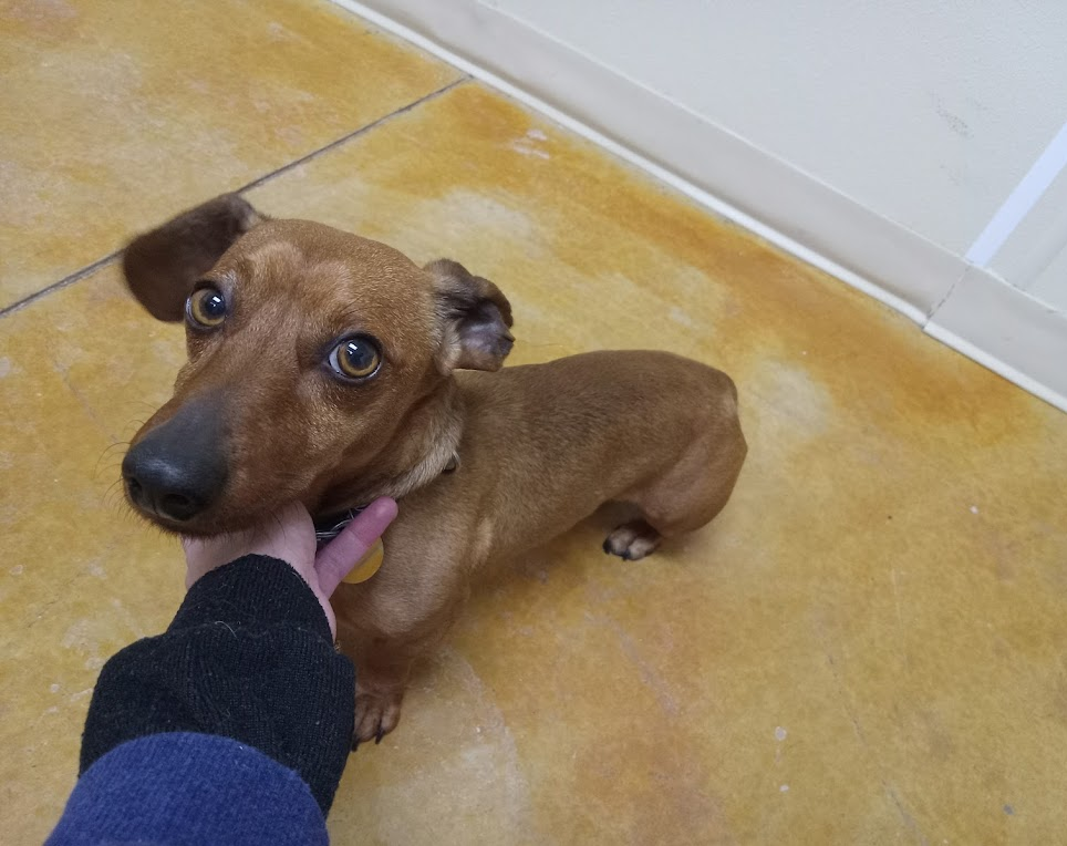 Dog for Adoption - Lloyd (many applications), a Dachshund in Rochester ...