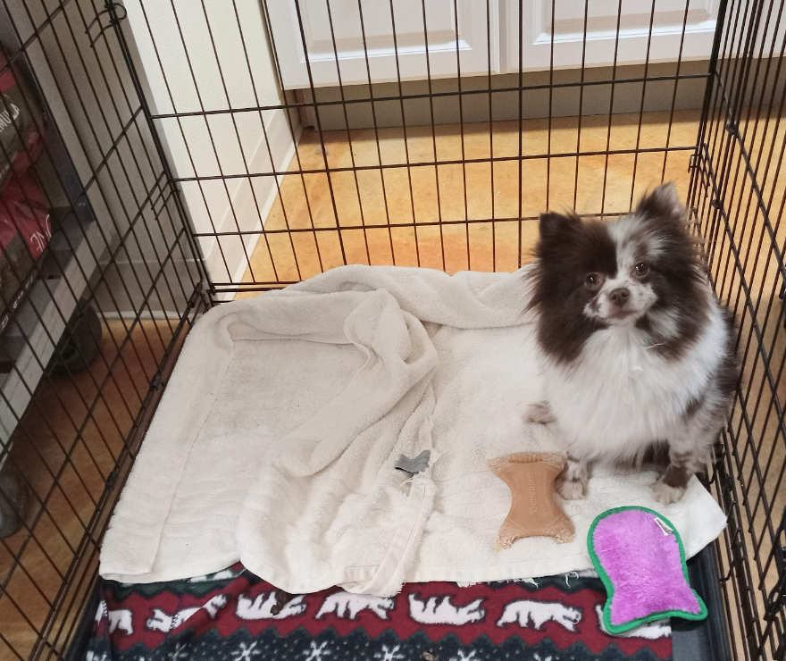 Dog for Adoption - Patches (no more applications), a Pomeranian in ...