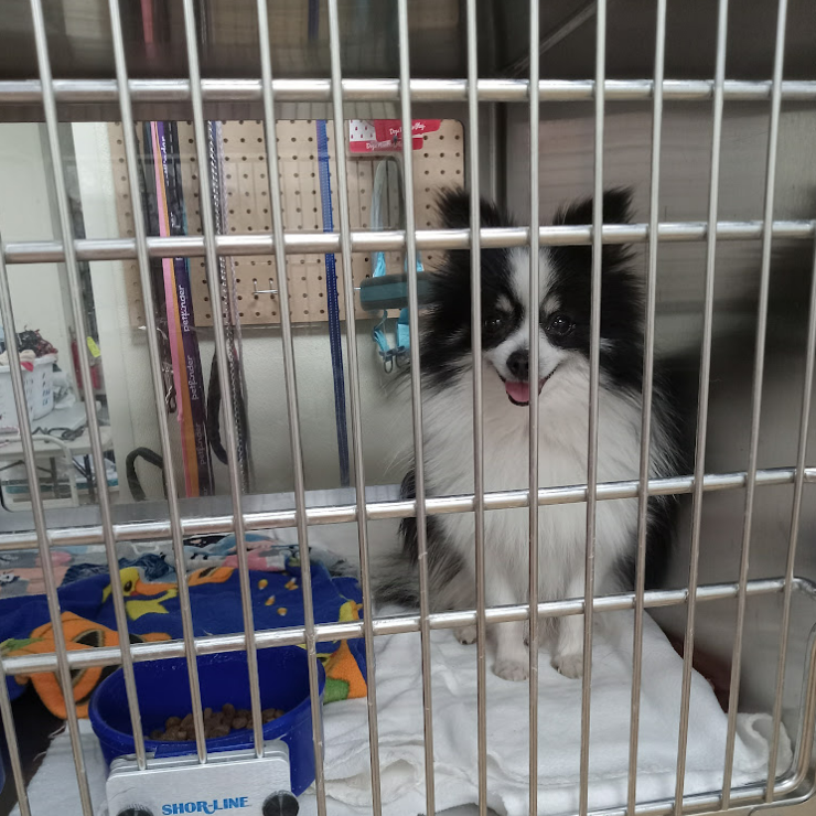Dog for Adoption - Shiloh (no more applications), a Pomeranian in ...
