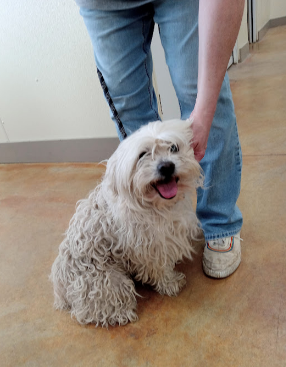 Irwin (adoption pending)'s Web Page