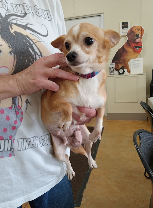 Darlene (adoption pending)'s Web Page
