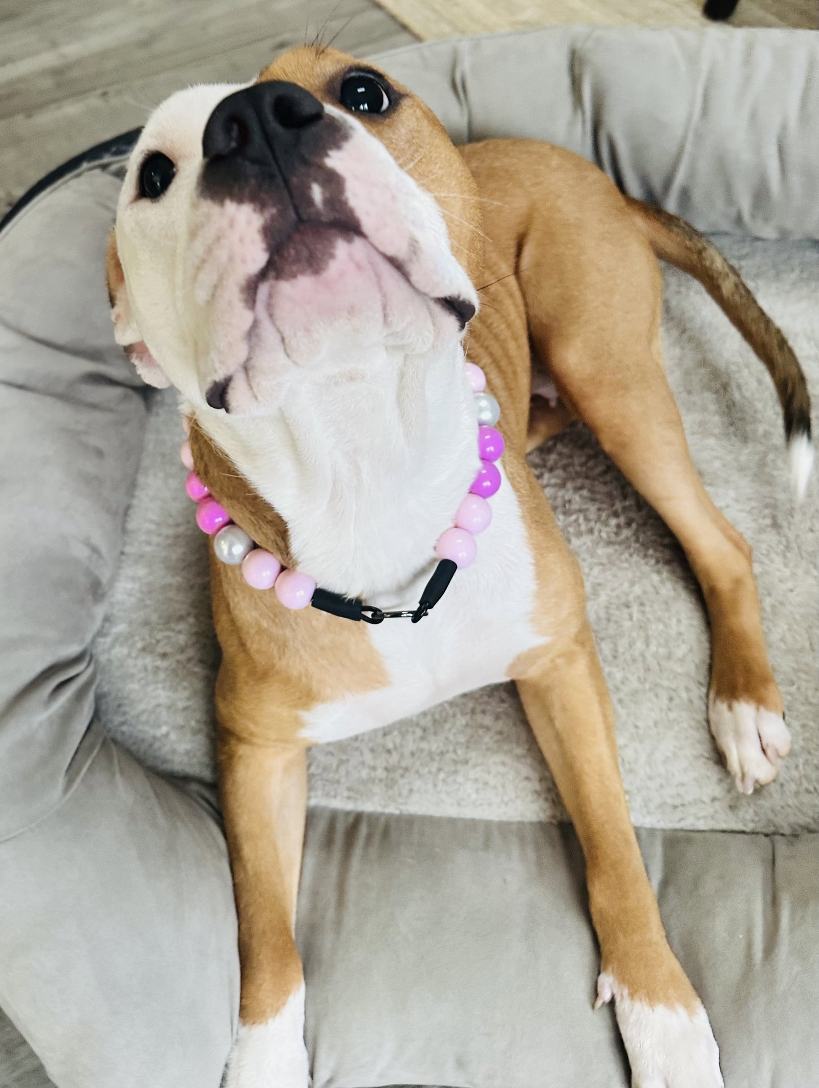 Dog for Adoption - Lucy Lu, a Pit Bull Terrier in Mount Airy, MD ...
