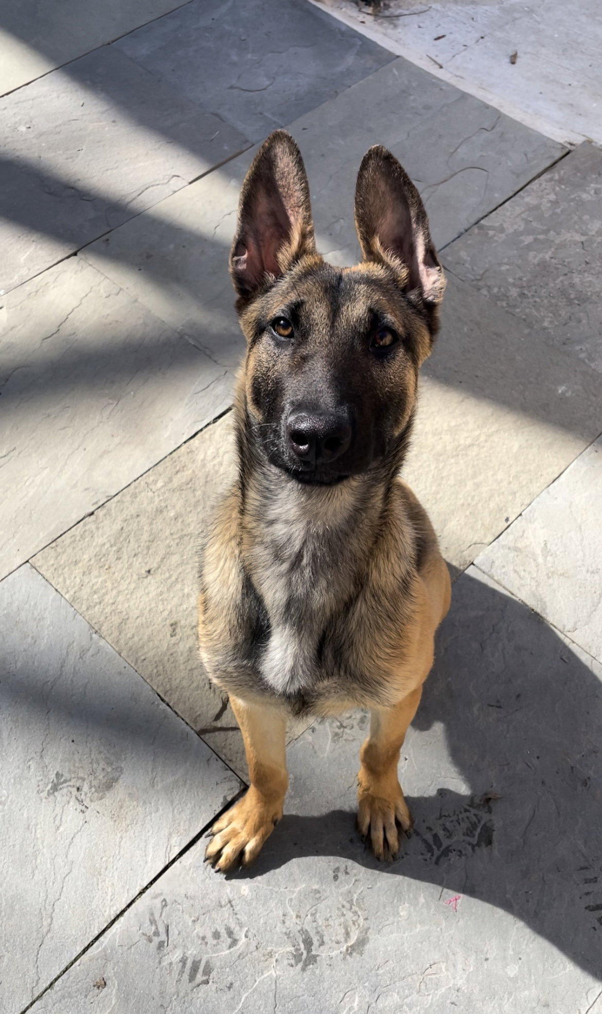 Dog for Adoption - Denali, a Belgian Shepherd Malinois in Selby On The ...