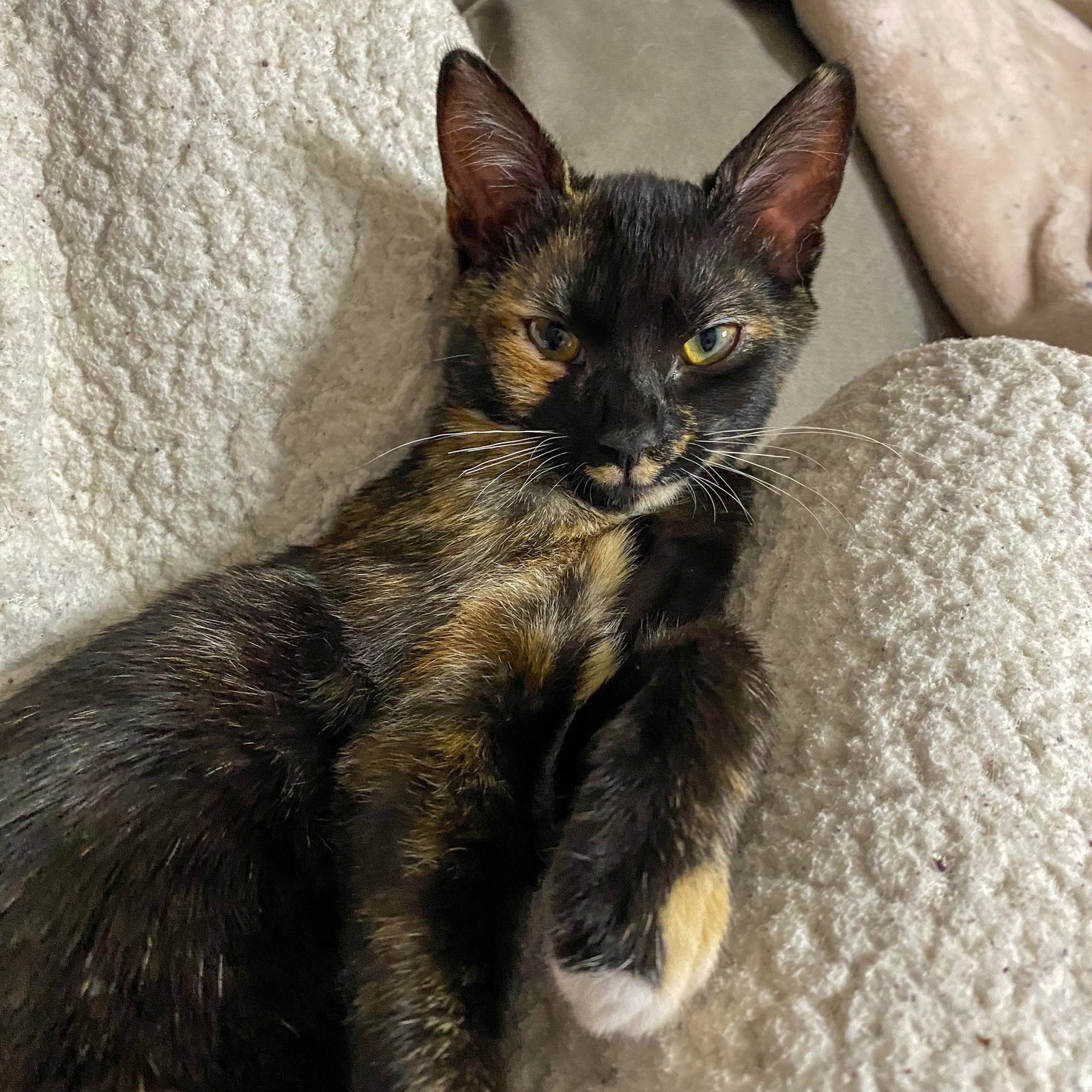 Cats for Adoption in Cocoa Beach, Florida | Alpha Paw