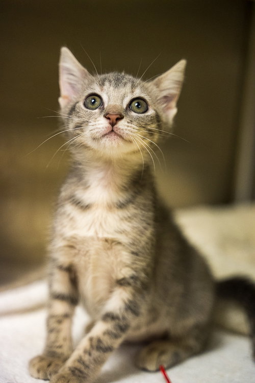 Cats for Adoption in Norlina, North Carolina | Alpha Paw