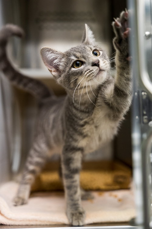 Cats for Adoption in South Boston, Virginia | Alpha Paw
