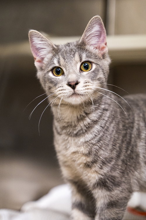 Cats for Adoption in South Boston, Virginia | Alpha Paw
