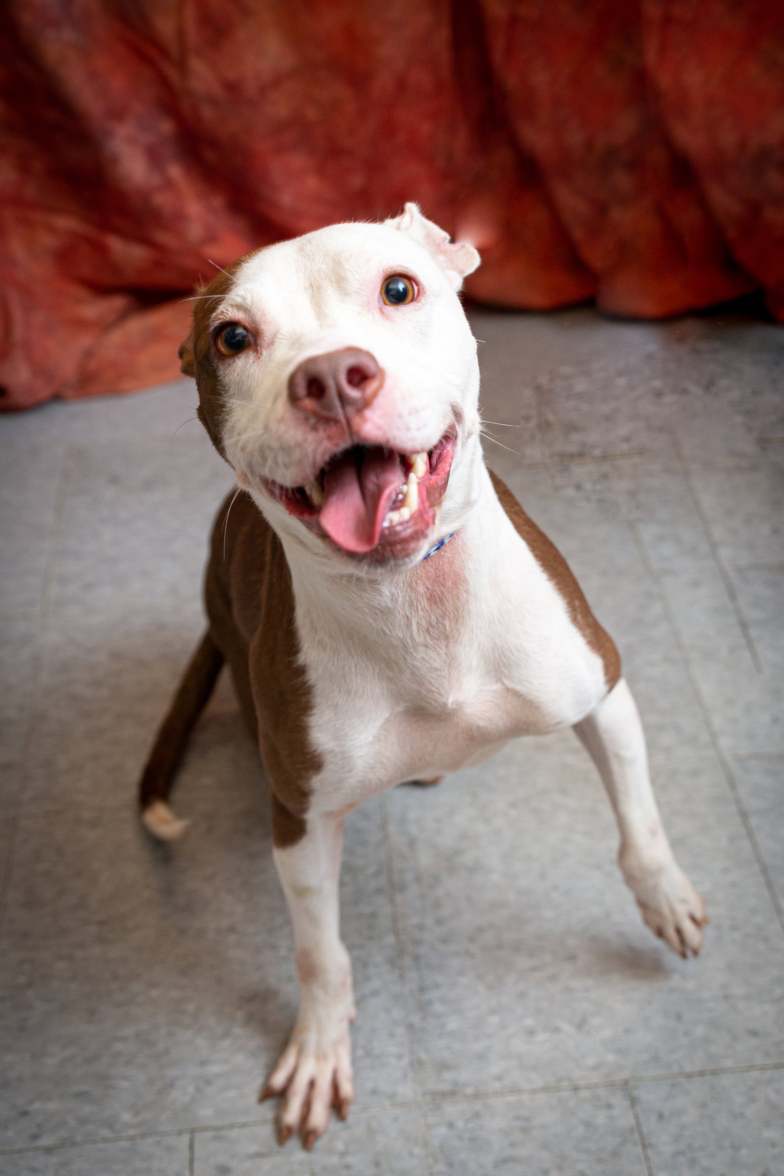 Dog for Adoption - Kimmy, a in Raleigh, NC | Alpha Paw