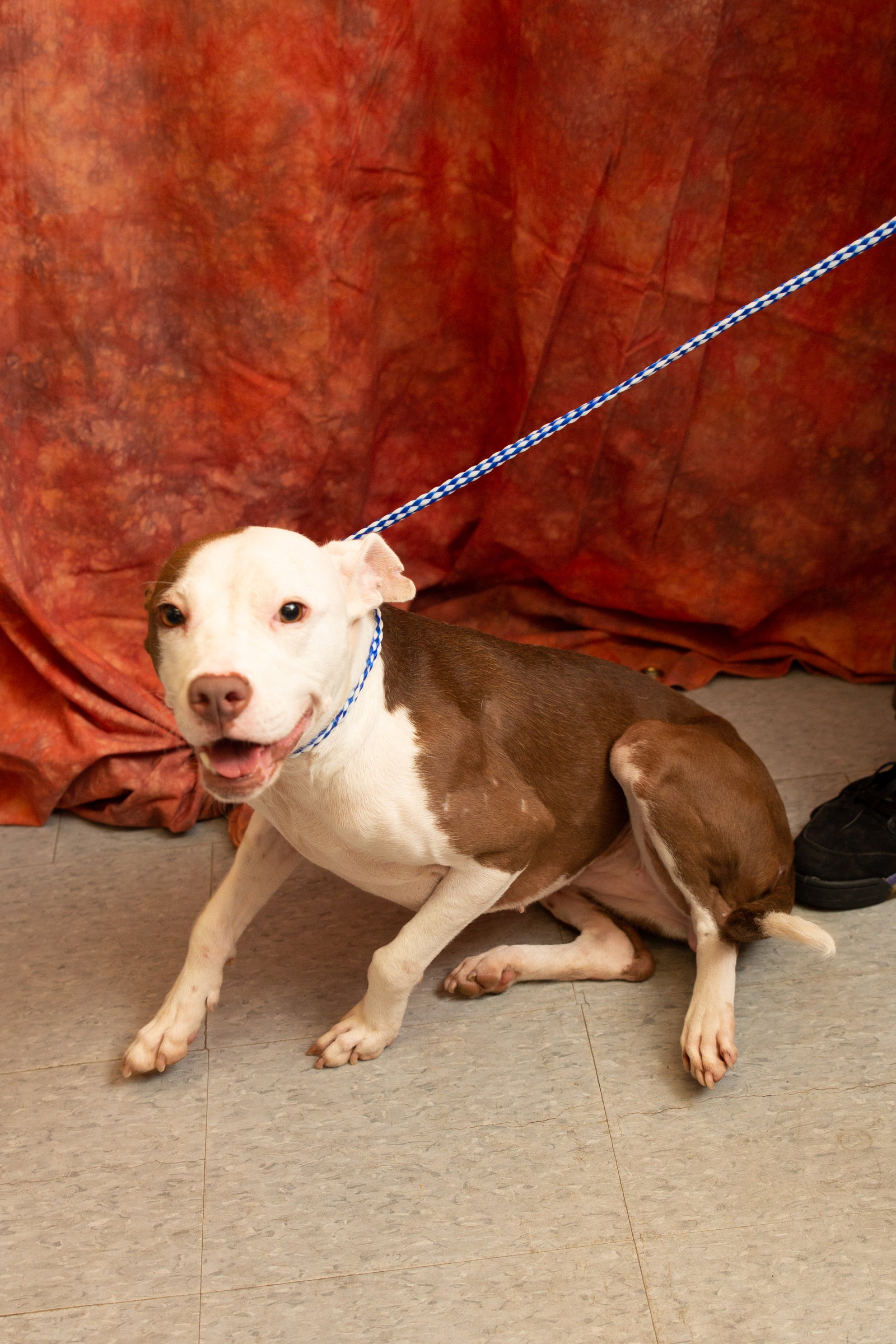 Dog for Adoption - Kimmy, a in Raleigh, NC | Alpha Paw