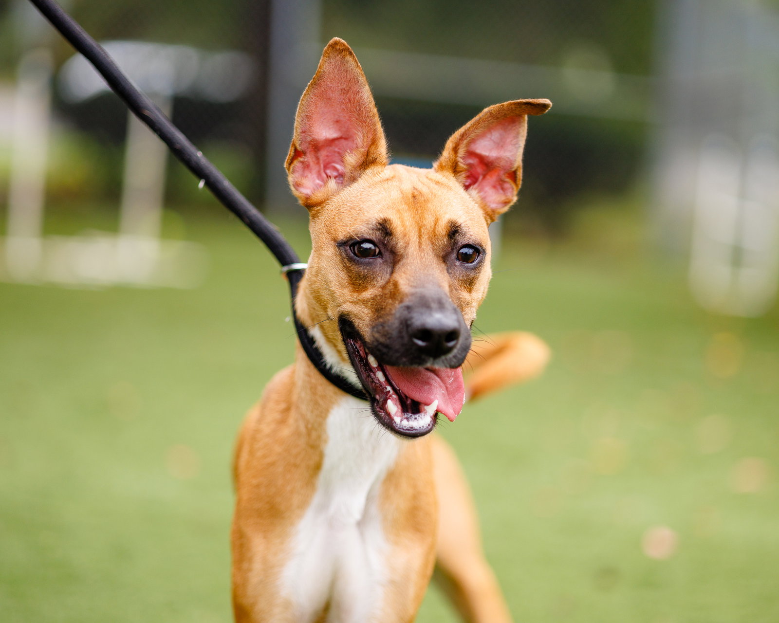 Dog for Adoption - Nyla, a in Raleigh, NC | Alpha Paw