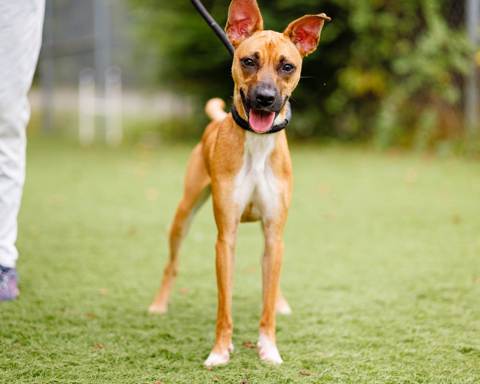 Dog for Adoption - Nyla, a in Raleigh, NC | Alpha Paw