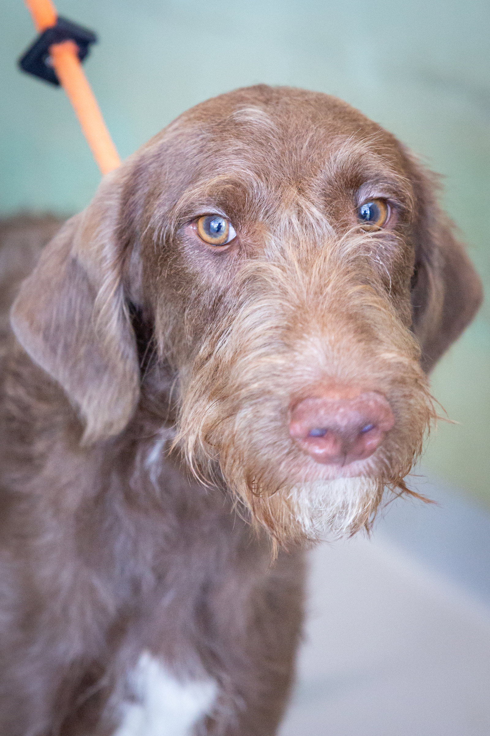 Dog for Adoption - Maple, a in Raleigh, NC | Alpha Paw