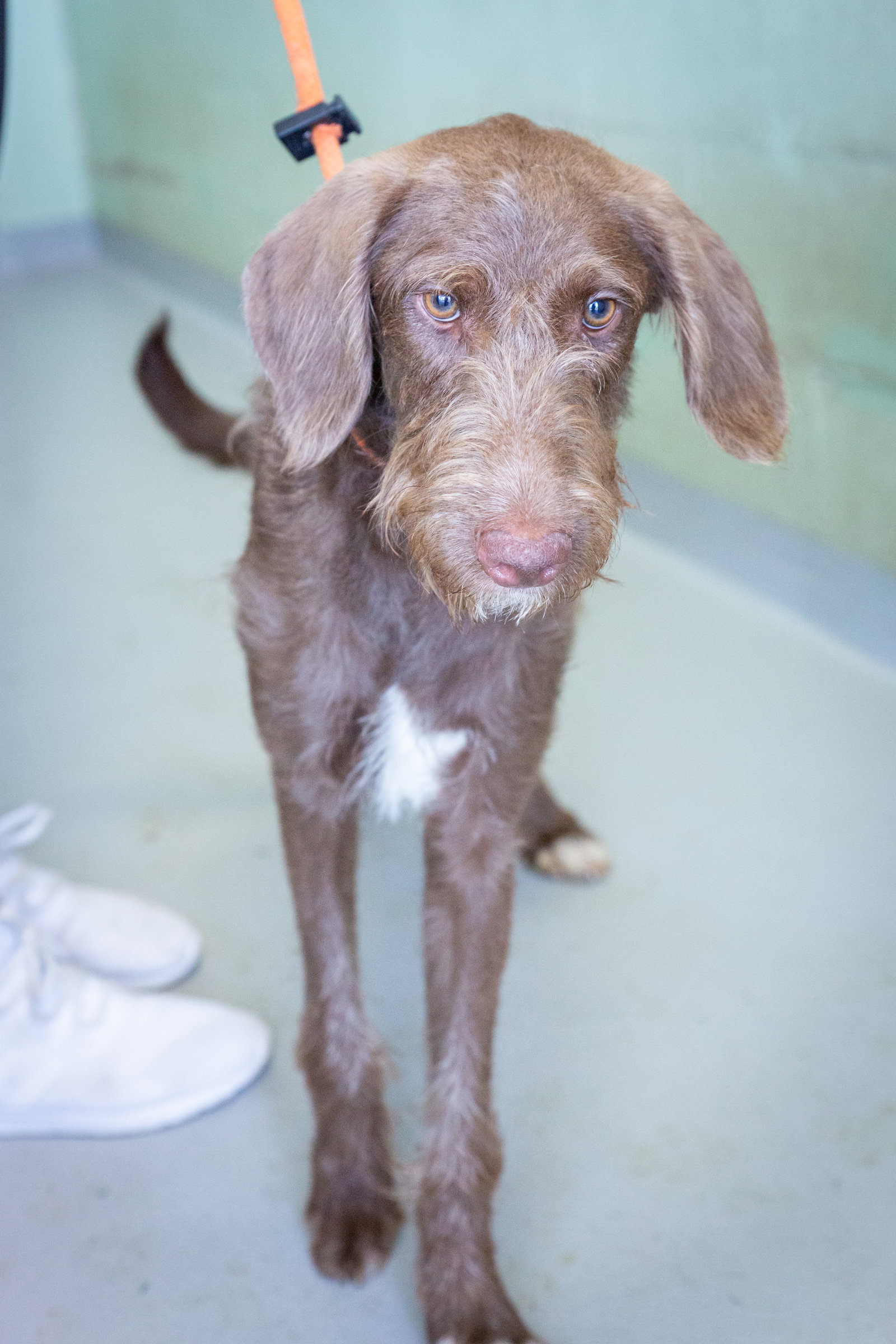 Dog for Adoption - Maple, a in Raleigh, NC | Alpha Paw