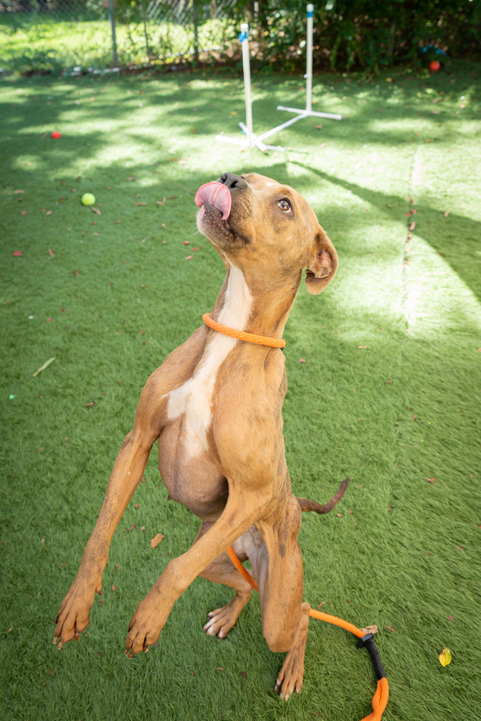 Dog for Adoption - Roxy, a in Raleigh, NC | Alpha Paw