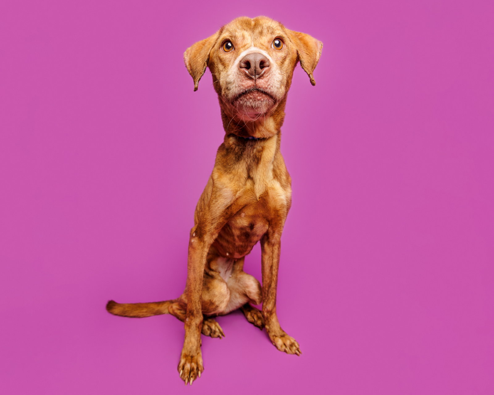 Dog for Adoption - Cloudburst, a in Raleigh, NC | Alpha Paw
