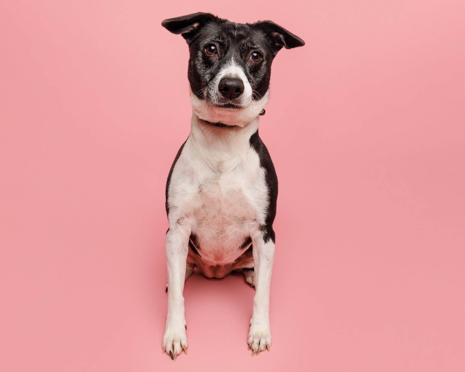 Dog for Adoption - Minnie, a in Raleigh, NC | Alpha Paw