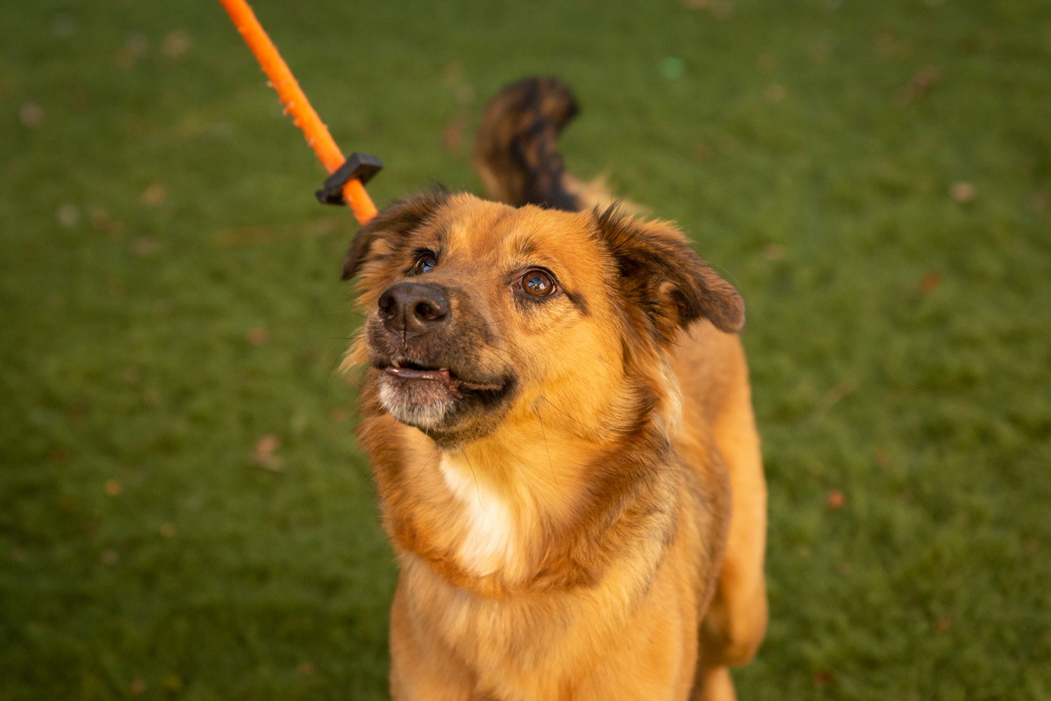 Dog for Adoption - Billie, a in Mebane, NC | Alpha Paw