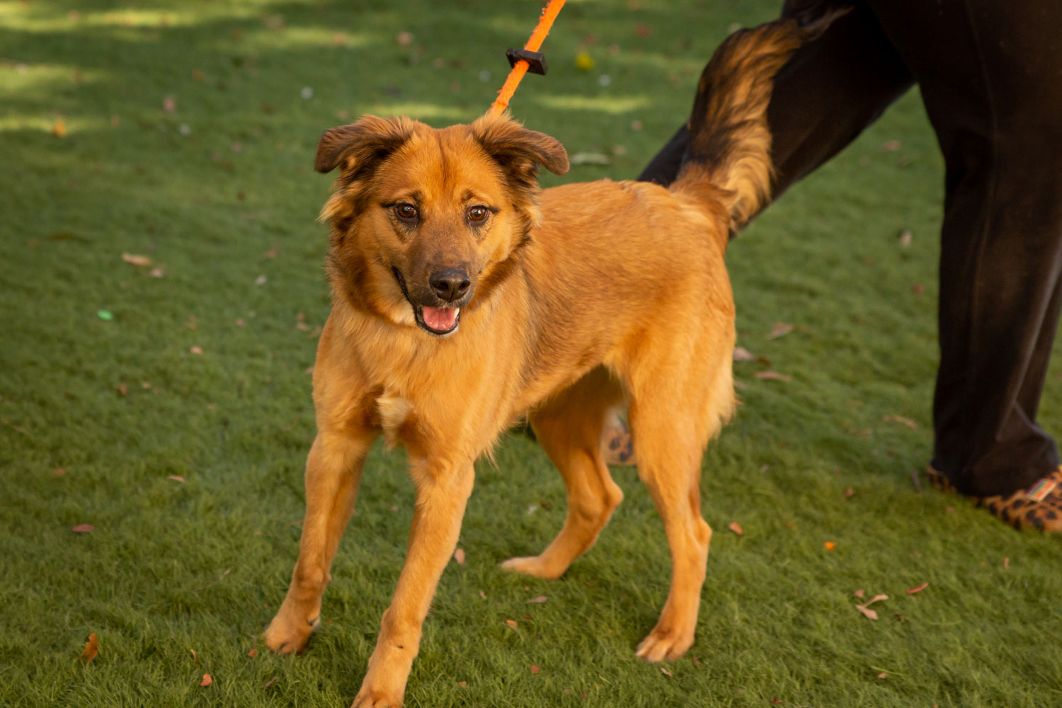Dog for Adoption - Billie, a in Mebane, NC | Alpha Paw