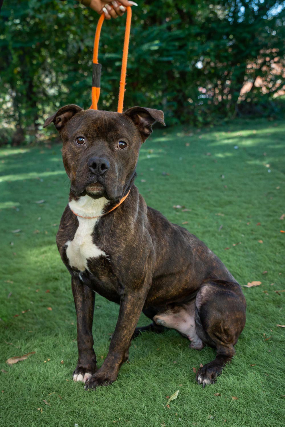 Dog for Adoption - Stefan, a in Mebane, NC | Alpha Paw