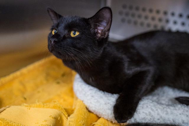 Cats for Adoption in South Boston, Virginia | Alpha Paw
