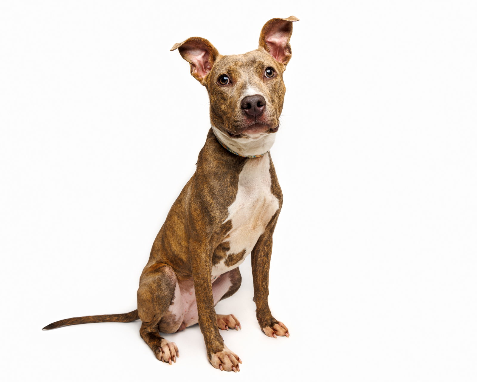 Dog for Adoption - Pepita, a in Mebane, NC | Alpha Paw