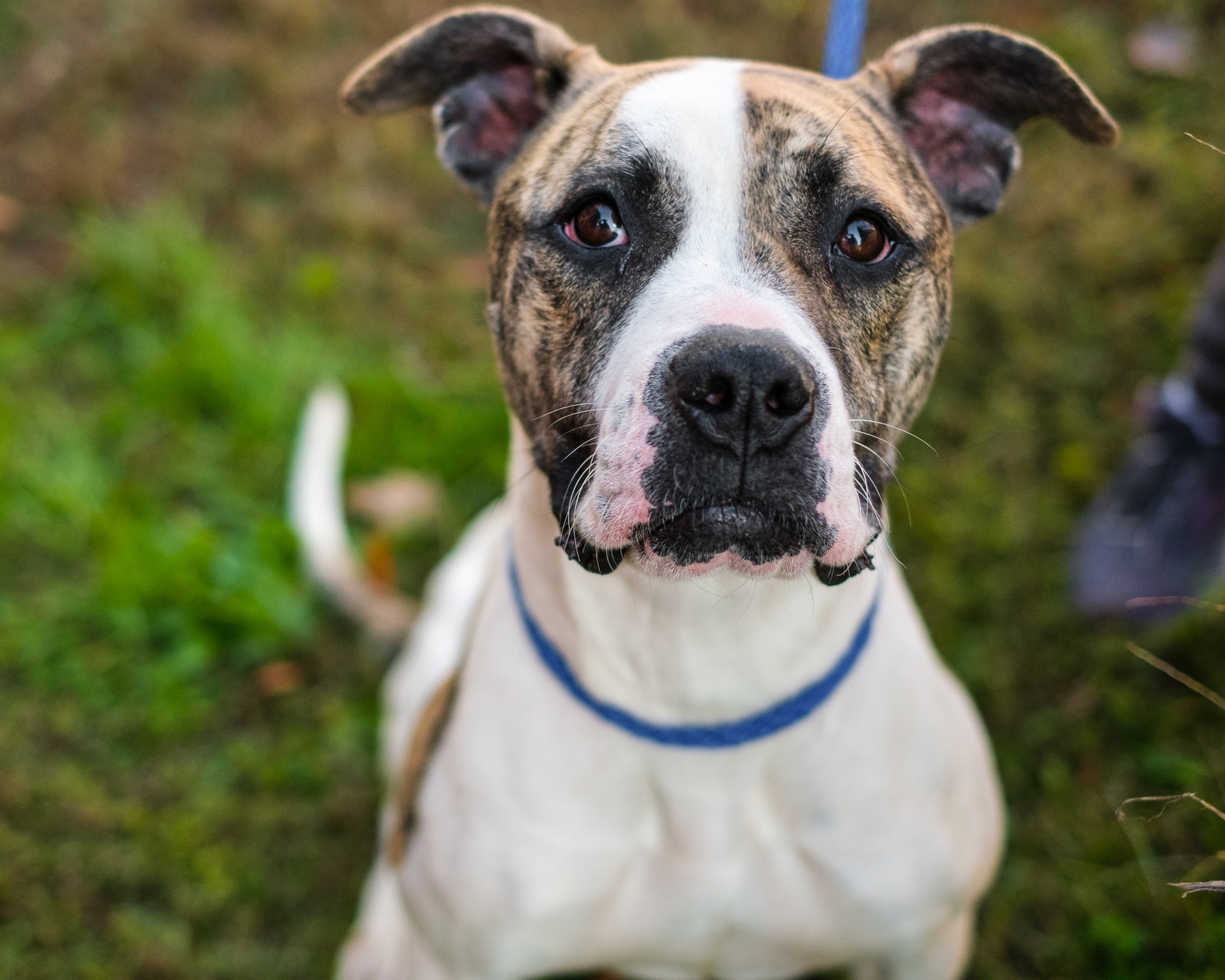 Dog for Adoption - Sheba, a in Durham, NC | Alpha Paw