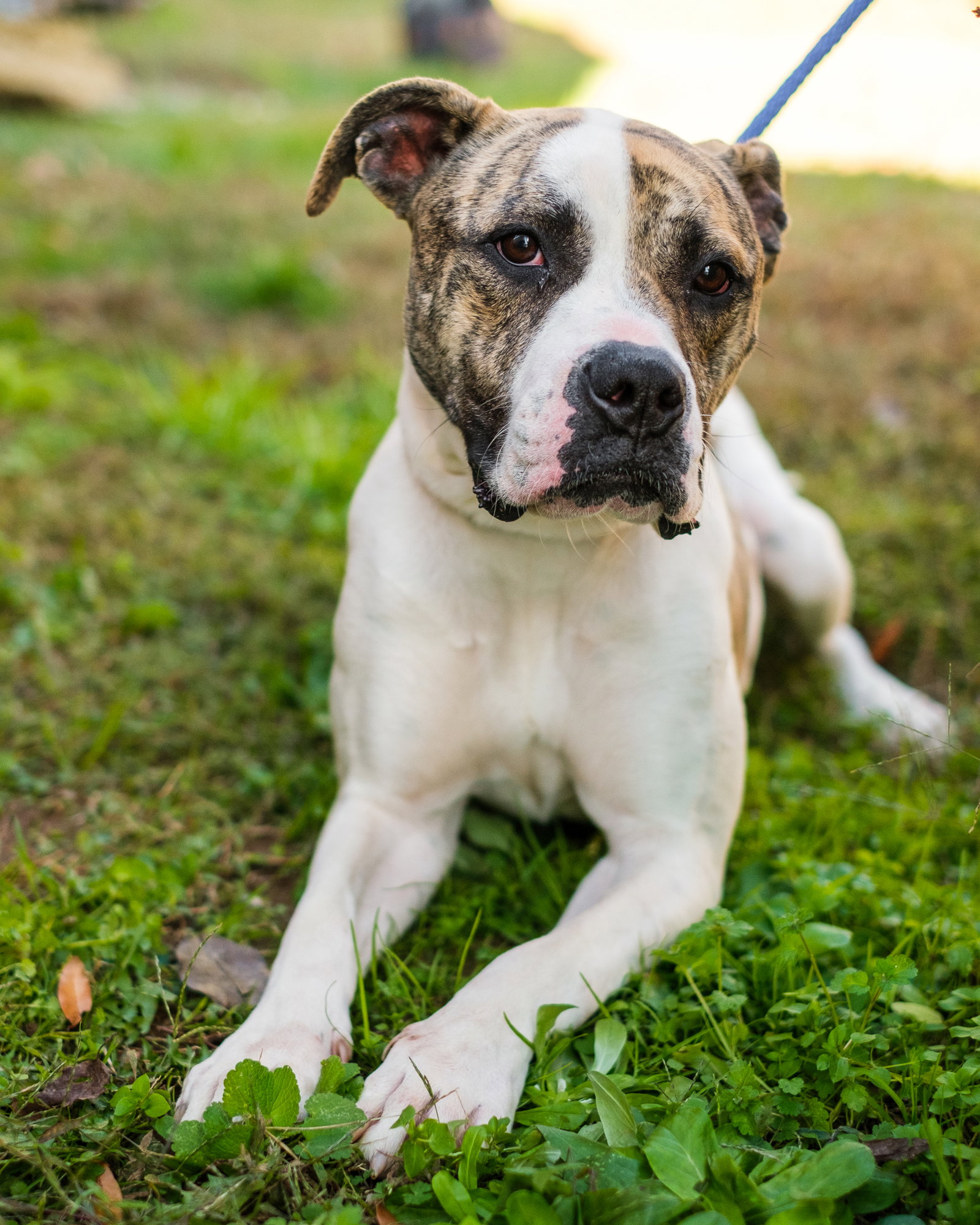 Dog for Adoption - Sheba, a in Durham, NC | Alpha Paw