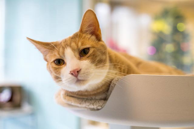 Cats for Adoption in South Boston, Virginia | Alpha Paw