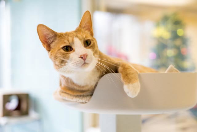 Cats for Adoption in South Boston, Virginia | Alpha Paw