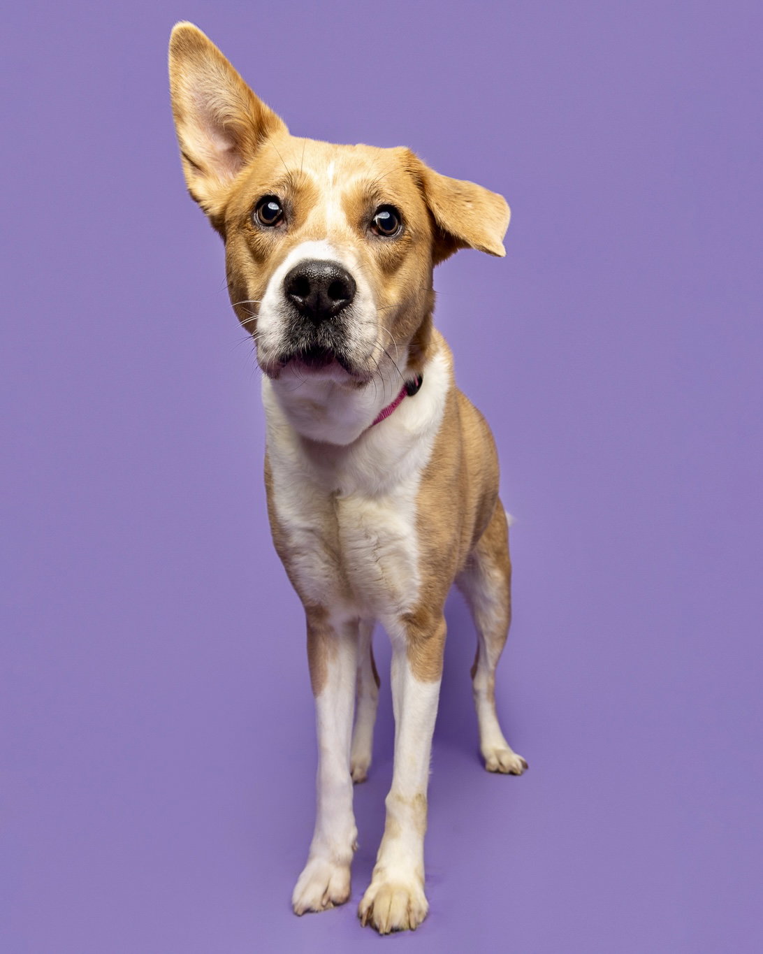 Dog for Adoption - Bayla, a in Raleigh, NC | Alpha Paw