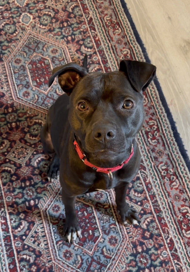 Dog for Adoption - Olive, a in Warrenton, NC | Alpha Paw