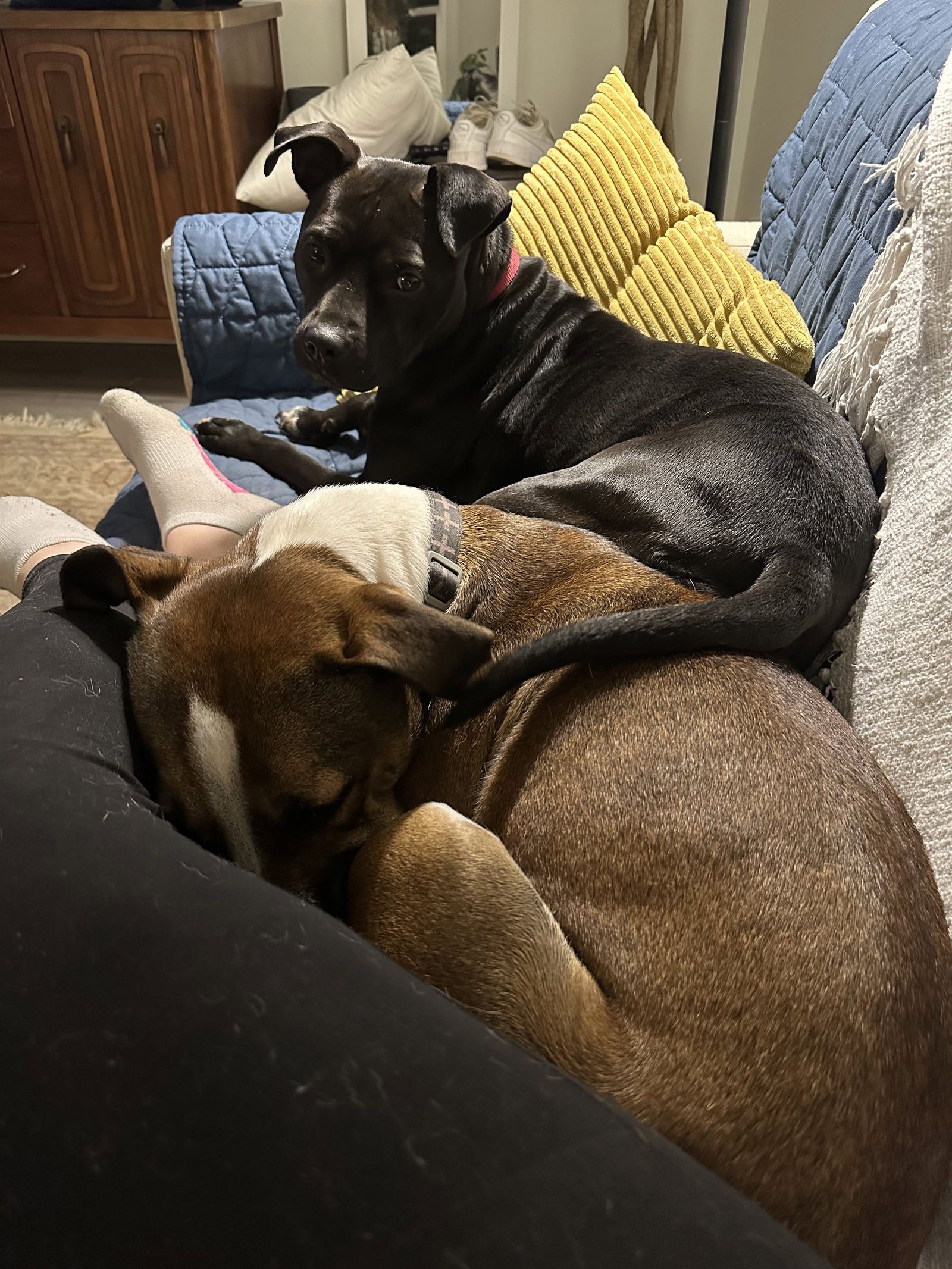 Dog for Adoption - Olive, a in Warrenton, NC | Alpha Paw
