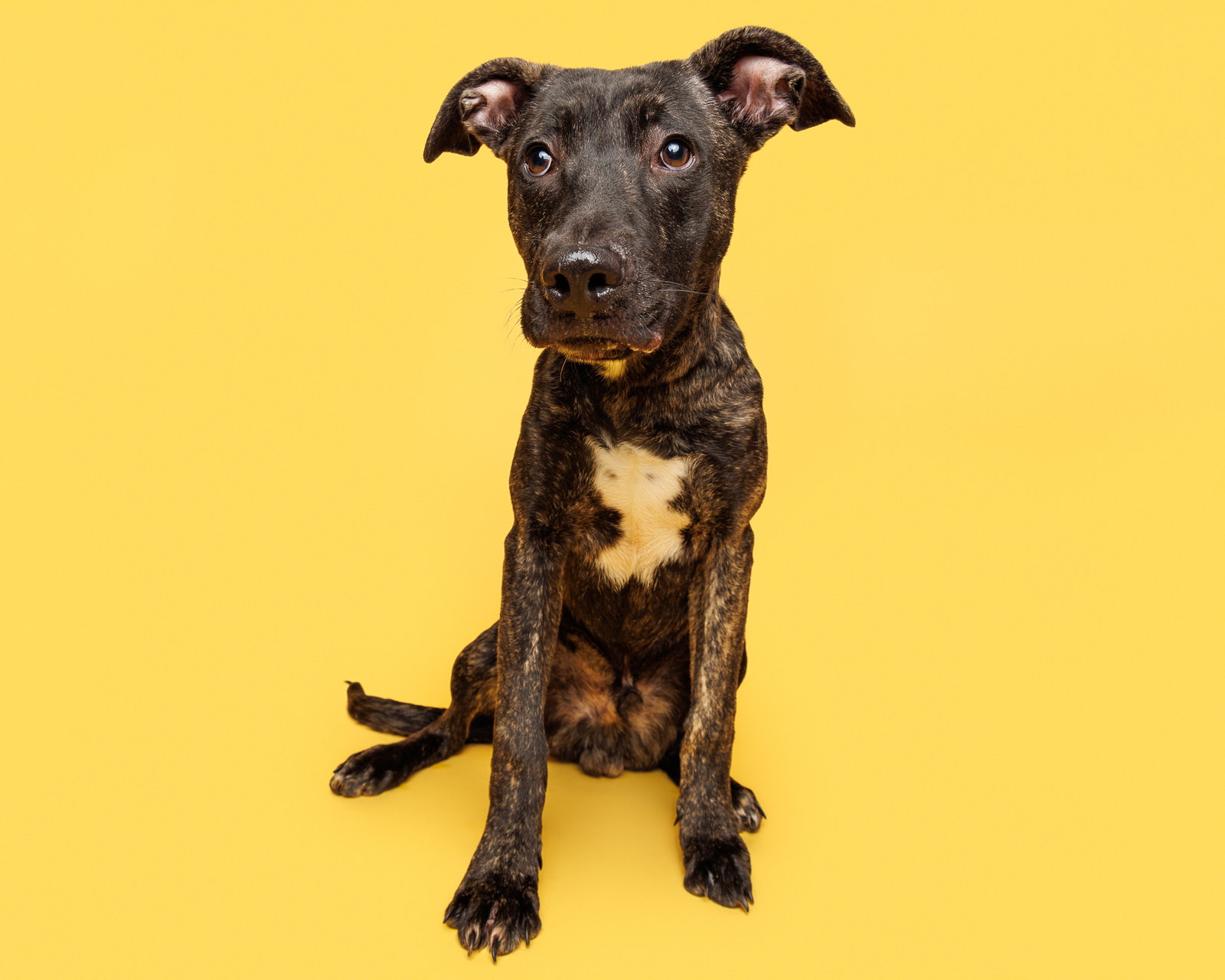 Dog for Adoption - Percy, a in Raleigh, NC | Alpha Paw