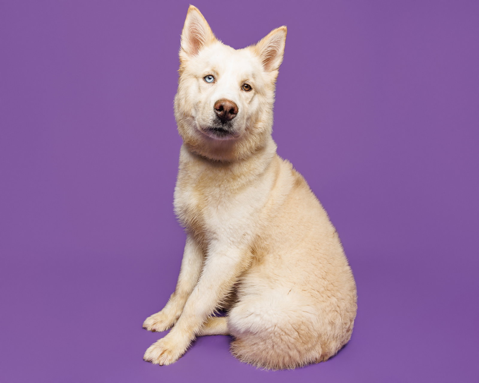 Dog for Adoption - Cloud, a in Durham, NC | Alpha Paw